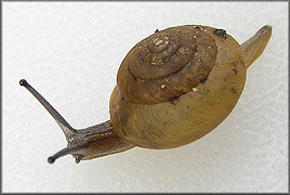 Terrestrial Species - Georgia, USA